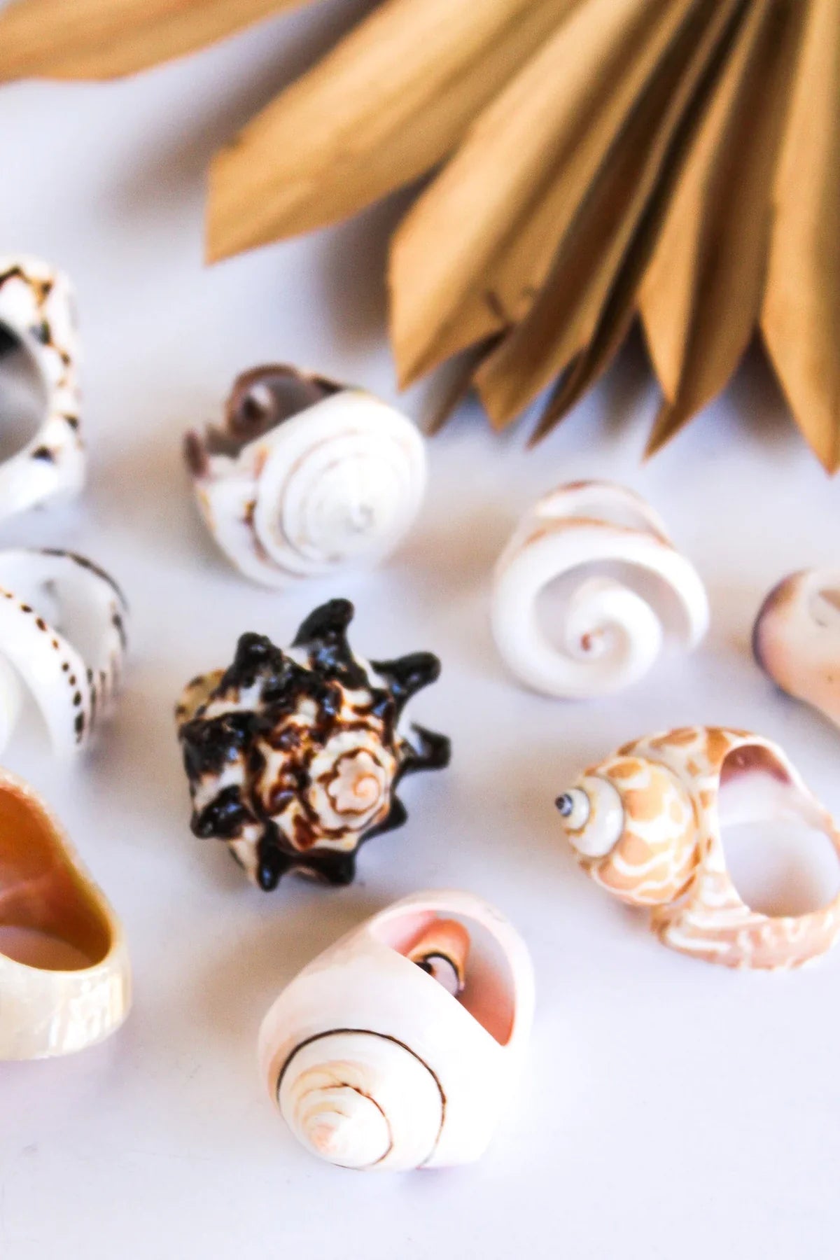 Shell Collection – Bali Queen